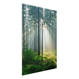 Bilderwelten Alu Dibond Outdoor Bild Wald gr&uuml;n Motiv wetterfest - Enlightened Forest - B&auml;ume Wohnzimmer Schlafzimmer