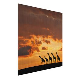 Bilderwelten Alu Dibond Outdoor Bild Tiere orange Fotomontage wetterfest - F&uuml;nf Giraffen - africa Wohnzimmer Schlafzimmer