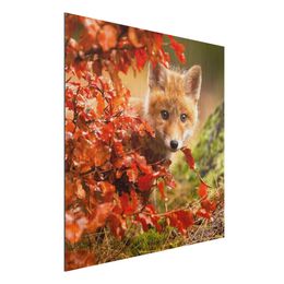 Bilderwelten Alu Dibond Outdoor Bild Wald orange Motiv wetterfest - Fuchs im Herbst - B&auml;ume Wohnzimmer Schlafzimmer
