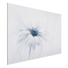 Alu-Dibond Blumen G&auml;nsebl&uuml;mchen in Blau