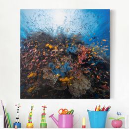 Bilderwelten Leinwandbild Tiere Motiv Kunstdruck Leinwanddruck - Lagune mit Fischen - Wandbild XXL Wohnzimmer Schlafzimmer