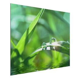 Bilderwelten Alu Dibond Outdoor Bild Blumen gr&uuml;n Tropisch wetterfest - Green Ambiance II - Gr&auml;ser Wohnzimmer Schlafzimmer