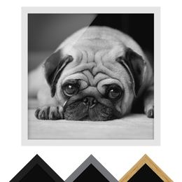 Schwarz-Wei&szlig; Bild mit Rahmen Pug Loves You II
