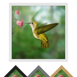 Bilderwelten Bild mit Rahmen - Quadrat Kolibri und Bl&uuml;te