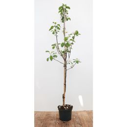 Malus 'Elstar', Apfelbaum, 150–200 cm, saftig-süß
