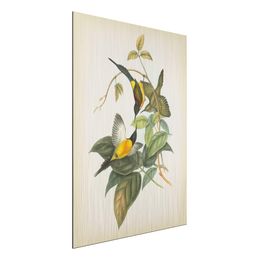 Bilderwelten Alu Dibond Outdoor Bild Tiere gr&uuml;n Vintage wetterfest - Vintage Illustration Tropische V&ouml;gel IV - Retro Wohnzimmer Schlafzimmer