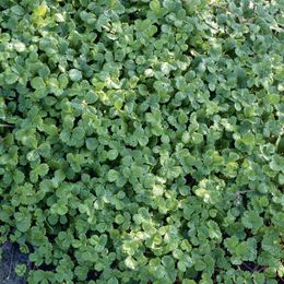 Teppich-Erdbeere 'Chaval' Lieferform: Im 9 cm Topf