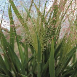 Purpur-Liebesgras Lieferform: Im 9 cm Topf