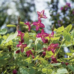 Rote Elfenblume Lieferform: Im 9 cm Topf