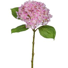 Gasper Hortensie FLOWERS