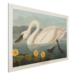 Bilderwelten Alu Dibond Outdoor Bild Tiere weiss Vintage wetterfest - Vintage Lehrtafel Amerikanischer Schwan - Pflanzen Wohnzimmer Schlafzimmer