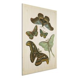 Bilderwelten Alu-Dibond Outdoor Bild Vintage Illustration Exotische Schmetterlinge II