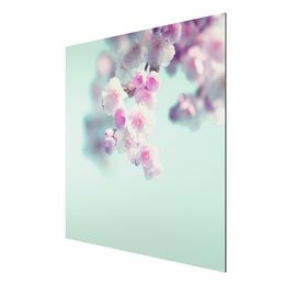 Bilderwelten Alu-Dibond Outdoor Bild Farbenfrohe Kirschbl&uuml;ten
