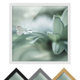 Bilderwelten Bild mit Rahmen - Quadrat Schmetterling und Tautropfen in Pastellgr&uuml;n
