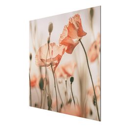Bilderwelten Alu-Dibond Outdoor Bild Mohnbl&uuml;ten im Sommerwind