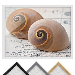 Bild mit Rahmen Muschelduo