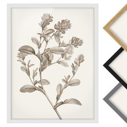 Bild mit Rahmen Botanische Studie in Sepia I