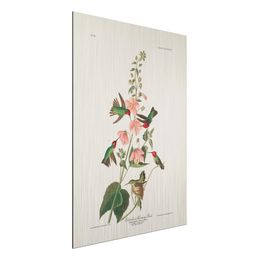 Bilderwelten Alu-Dibond Outdoor Bild Vintage Lehrtafel Kolumbianische Kolibris