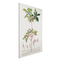 Alu Dibond Outdoor Bild - Vintage Botanik Illustration Azalee - Blumen gr&uuml;n Vintage wetterfest Pflanzen Wohnzimmer Schlafzimmer
