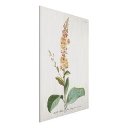 Alu Dibond Outdoor Bild - Vintage Botanik Illustration K&ouml;nigskerze - Blumen gelb Vintage wetterfest Pflanzen Wohnzimmer Schlafzimmer