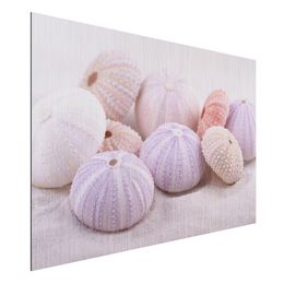 Bilderwelten Alu Dibond Outdoor Bild Tiere pastell Motiv wetterfest - Seeigel in Pastell - Deko Wohnzimmer Schlafzimmer