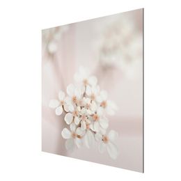Bilderwelten Alu-Dibond Outdoor Bild Minibl&uuml;ten im Rosanen Licht