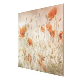 Bilderwelten Alu-Dibond Outdoor Bild Mohnblumen und Gr&auml;ser im Feld