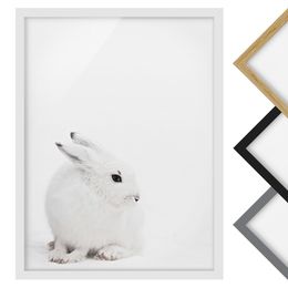 Bilderwelten Bild mit Rahmen Tiere weiss Motiv inkl. Rahmung - Arktischer Hase - Deko Kinderzimmer Baby Mädchen Jungen