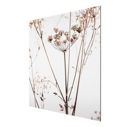 Bilderwelten Alu-Dibond Outdoor Bild Trockenblume im Lichtspiel