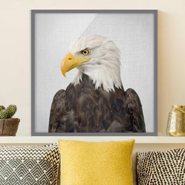 Bilderwelten Bild mit Rahmen Seeadler Sokrates