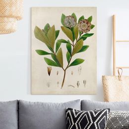Bilderwelten Leinwandbild Botanik Laubbaum Schautafel V - Leinwanddruck Hochformat - Wandbild S-XXL - moderne Bilder auf Leinwand Wohnzimmer