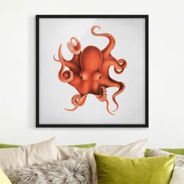 Bilderwelten Bild mit Rahmen Vintage Illustration Roter Oktopus