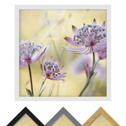 Blumen Bild mit Rahmen Astrantia Major