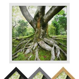 Bilderwelten Bild mit Rahmen - Quadrat Alter Baum