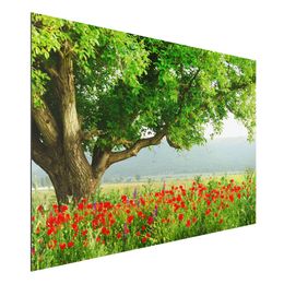 Bilderwelten Alu-Dibond Outdoor Bild Sommerwiese