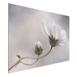 Bilderwelten Alu Dibond Outdoor Bild Blumen beige Motiv wetterfest - Simply Cosmos - Deko Wohnzimmer Schlafzimmer