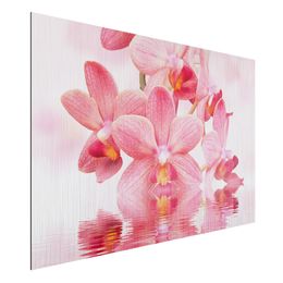 Bilderwelten Alu Dibond Outdoor Bild Blumen pink Motiv wetterfest - Rosa Orchideen auf Wasser - Orchidee Wohnzimmer Schlafzimmer