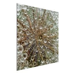 Bilderwelten Alu-Dibond Outdoor Bild Pusteblume im Herbst