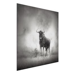 Bilderwelten Alu-Dibond Outdoor Bild Staring Wildebeest