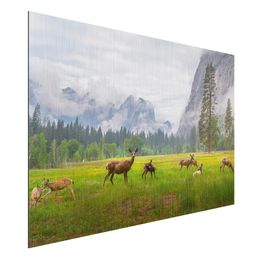 Bilderwelten Alu-Dibond Outdoor Bild Rehe in den Bergen
