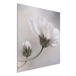 Bilderwelten Alu Dibond Outdoor Bild Blumen beige Motiv wetterfest - Simply Cosmos - Deko Wohnzimmer Schlafzimmer