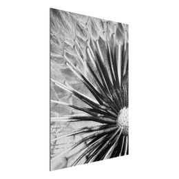 Bilderwelten Alu Dibond Outdoor Bild Blumen schwarz weiss Vintage wetterfest - Pusteblume Schwarz & Wei&szlig; - Pusteblume Wohnzimmer Schlafzimmer