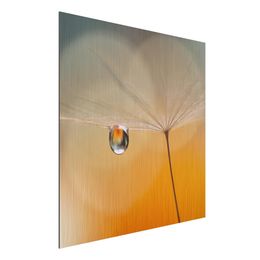 Bilderwelten Alu Dibond Outdoor Bild Blumen orange Motiv wetterfest - Pusteblume in Orange - Pusteblume Wohnzimmer Schlafzimmer