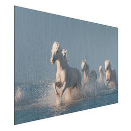 Bilderwelten Alu Dibond Outdoor Bild Tiere weiss modern wetterfest - Schimmelherde - Pferde Wohnzimmer Schlafzimmer