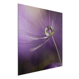 Alu-Dibond Blumen Pusteblume in Violett