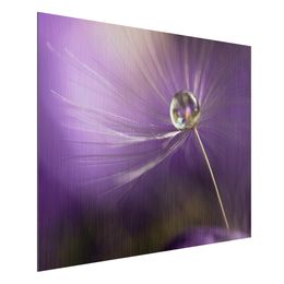 Bilderwelten Alu Dibond Outdoor Bild Blumen violett Motiv wetterfest - Pusteblume in Violett - Pusteblume Wohnzimmer Schlafzimmer
