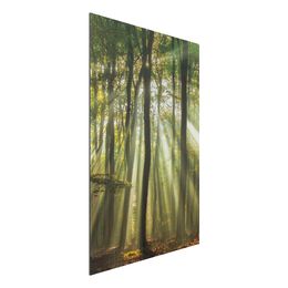 Bilderwelten Alu-Dibond Outdoor Bild Sonnentag im Wald