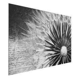 Bilderwelten Alu Dibond Outdoor Bild Blumen schwarz weiss Vintage wetterfest - Pusteblume Schwarz & Wei&szlig; - Pusteblume Wohnzimmer Schlafzimmer