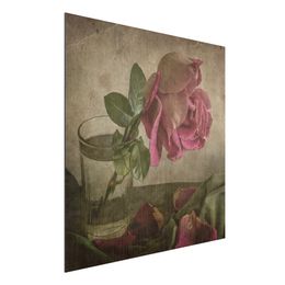 Bilderwelten Alu-Dibond Outdoor Bild Tear of a Rose