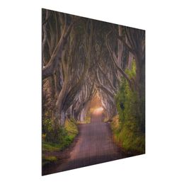 Bilderwelten Alu-Dibond Outdoor Bild Tunnel aus B&auml;umen